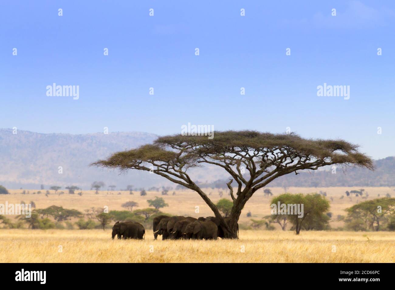 Serengeti National Park landscape, Tanzania, Africa. African panorama ...