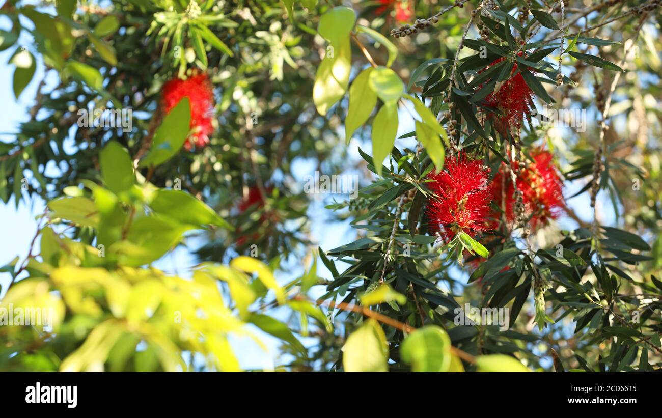 Australian native christmas tree flower hi-res stock photography and ...