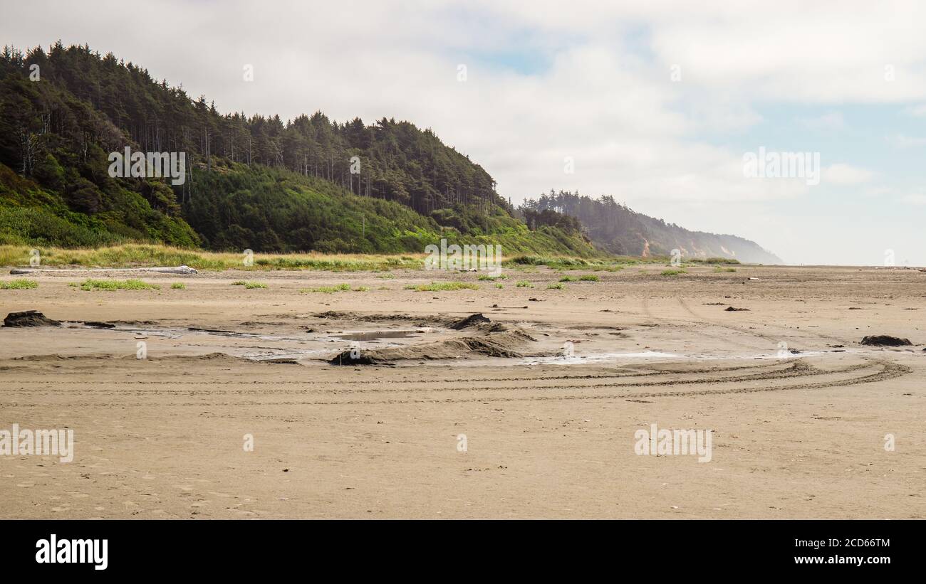 Tree-Covered Cliffs Along Ocean Beach Coastline Stock Photo - Alamy