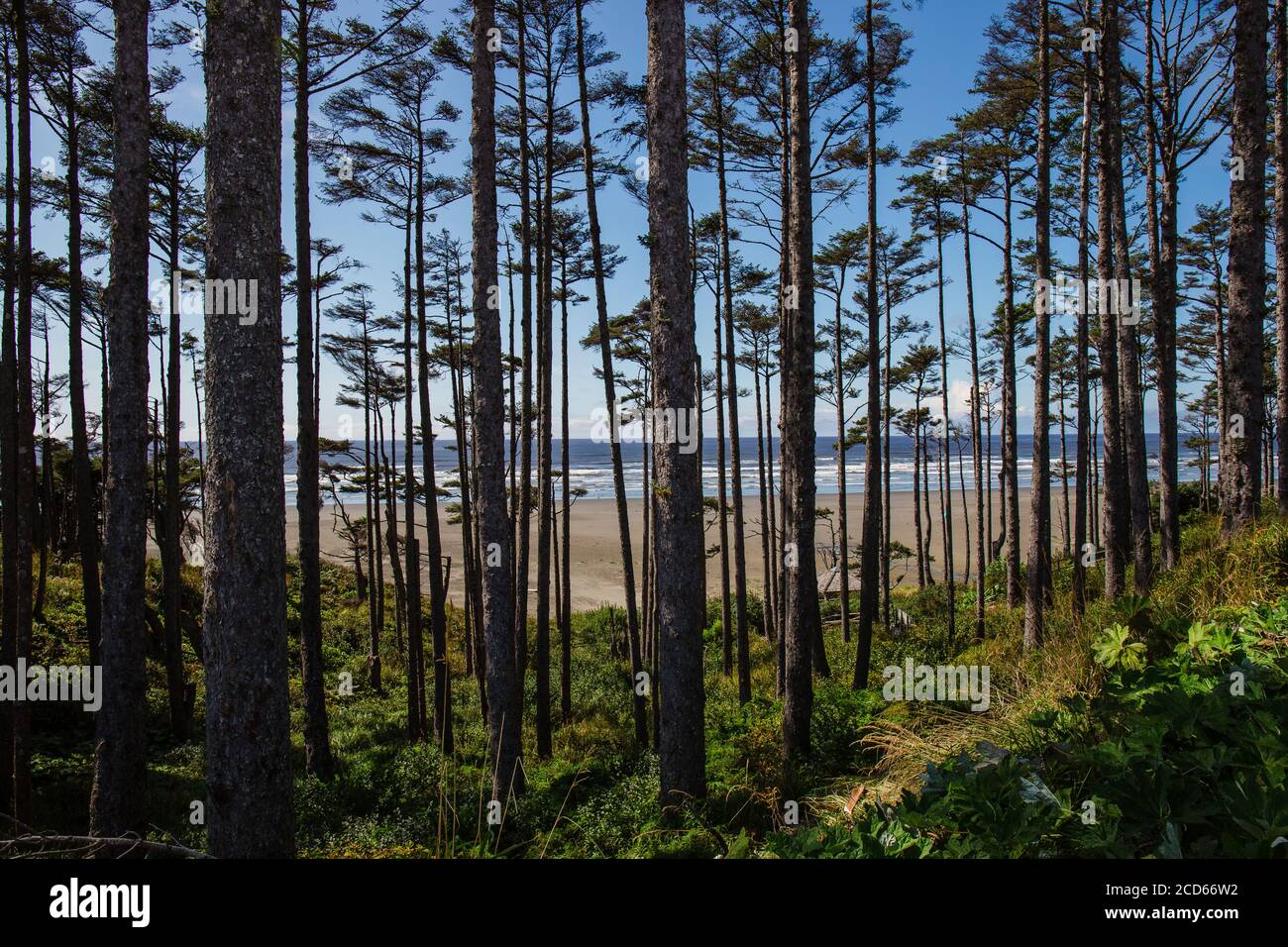 View of Ocean Beach Through a Forest of Trees Stock Photo - Alamy