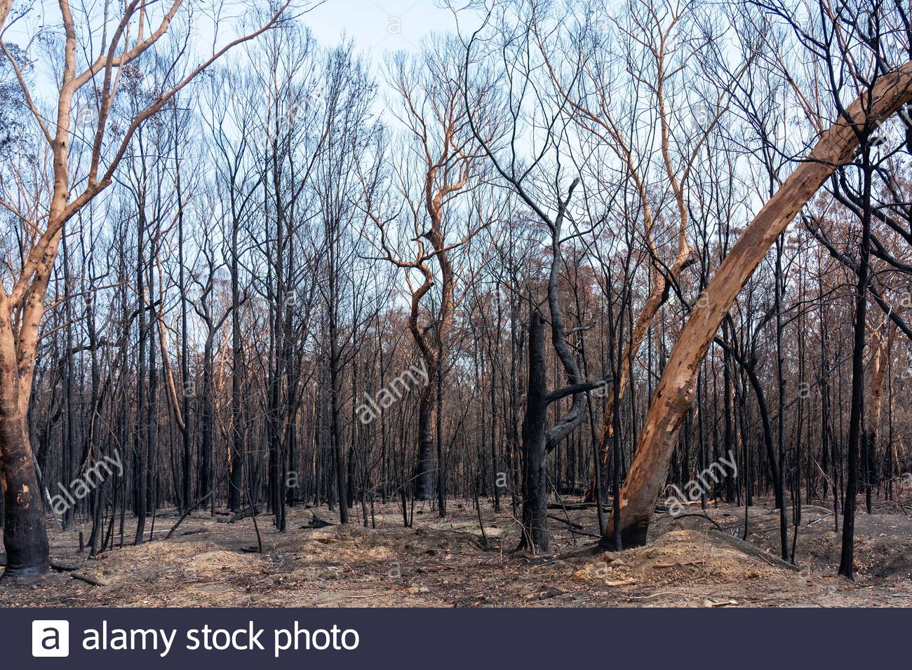 Australian Bush Fires High Resolution Stock Photography and Images - Alamy