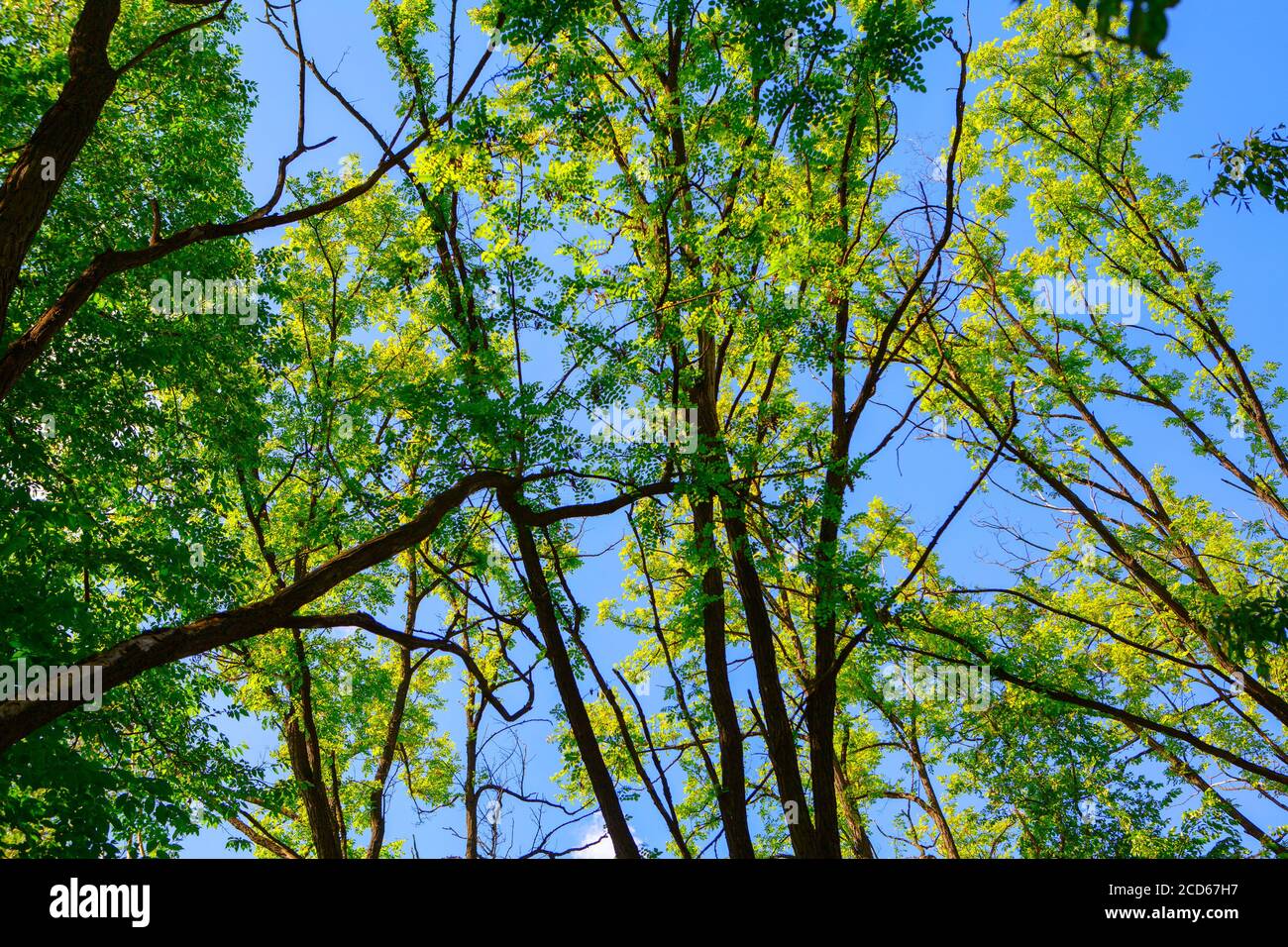 acacia branches with green leaves Stock Photo - Alamy