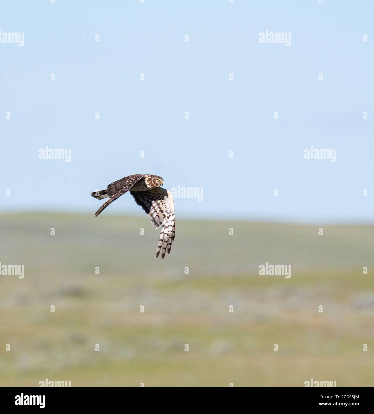 Hawk in the Canadian prairies Stock Photo - Alamy