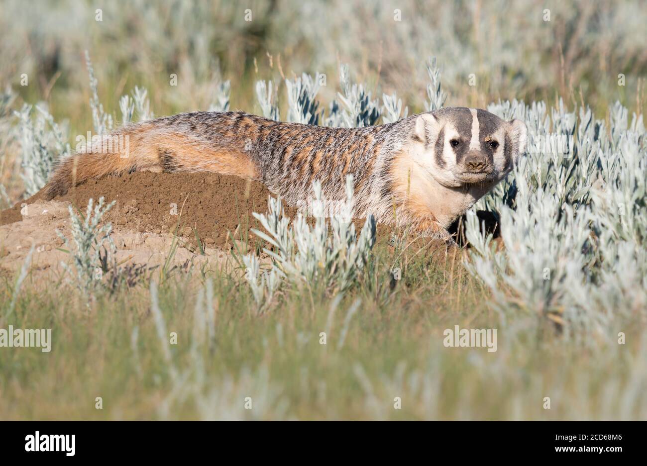 Badger in the Canadian prairies Stock Photo - Alamy