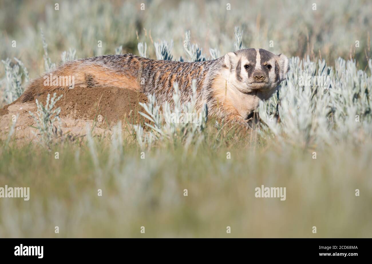 Badger in the Canadian prairies Stock Photo - Alamy