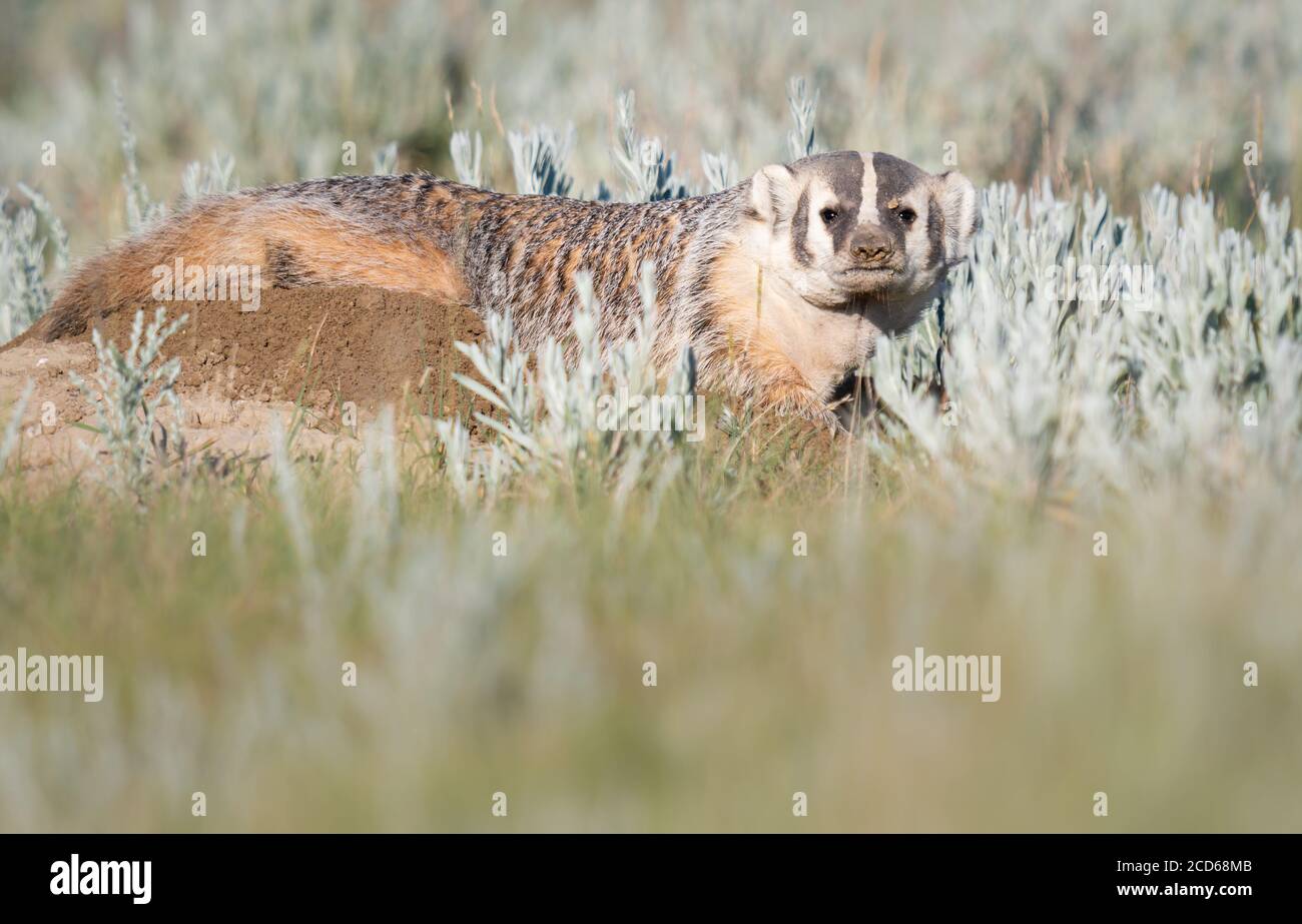 Badger in the Canadian prairies Stock Photo - Alamy