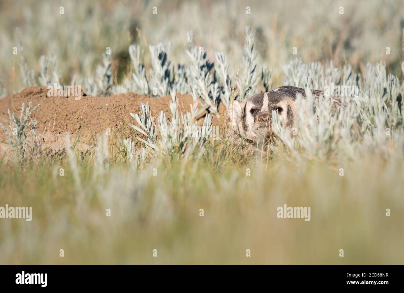 Badger in the Canadian prairies Stock Photo - Alamy