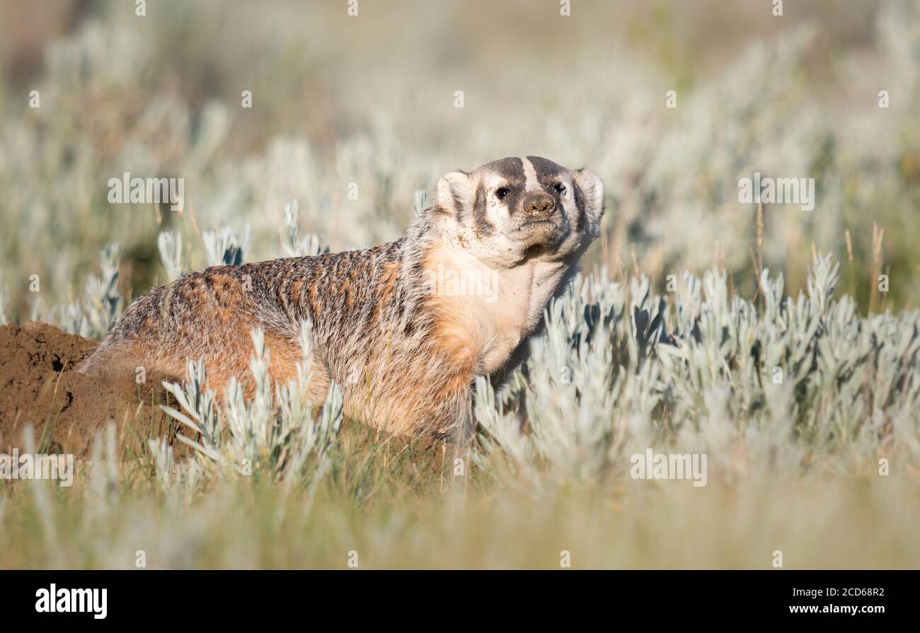 Badger in the Canadian prairies Stock Photo - Alamy
