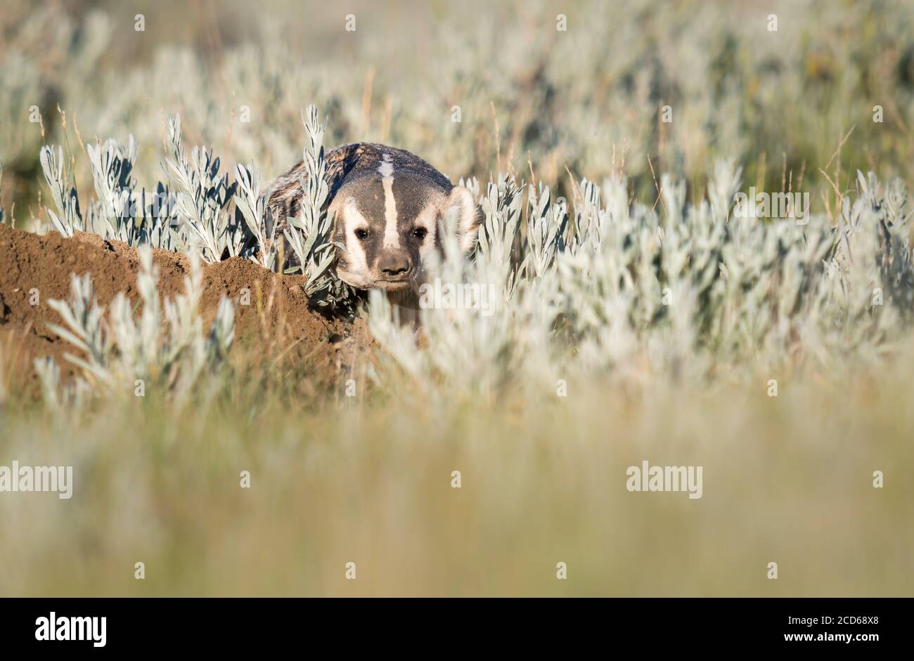 Badger in the Canadian wilderness Stock Photo - Alamy