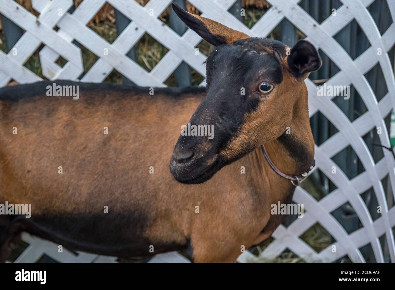 A brown and black goat in Phoenix, Arizona Stock Photo - Alamy