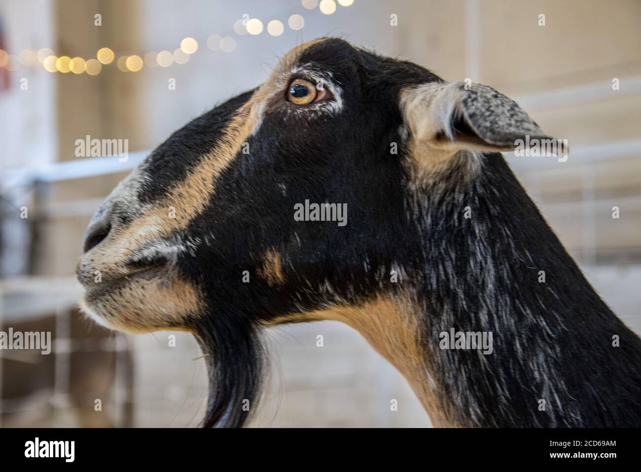 A white and black goat in Phoenix, Arizona Stock Photo - Alamy