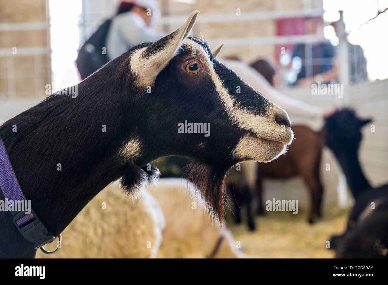 A white and black goat in Phoenix, Arizona Stock Photo - Alamy