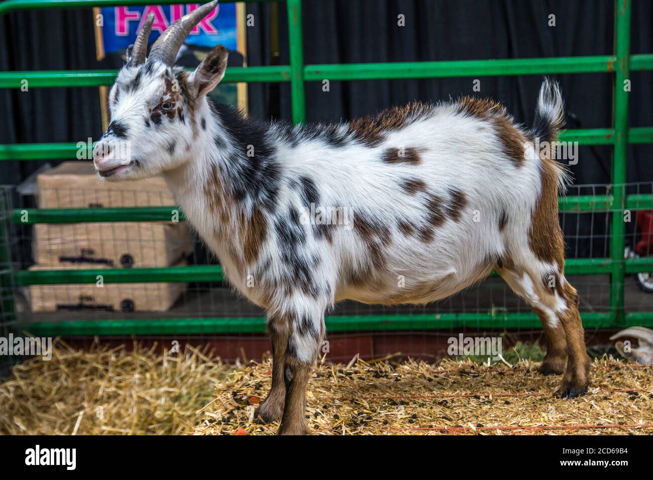 A white and black spotted goat in Phoenix, Arizona Stock Photo - Alamy