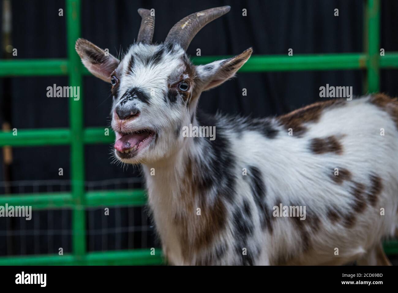Spotted goat hi-res stock photography and images - Alamy