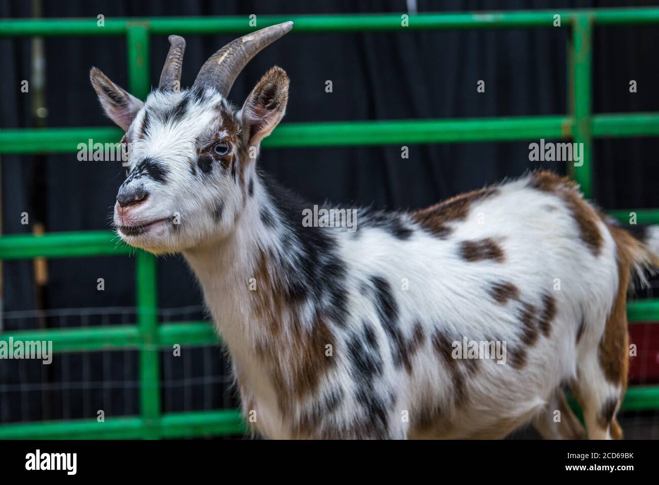 Spotted goat hi-res stock photography and images - Alamy