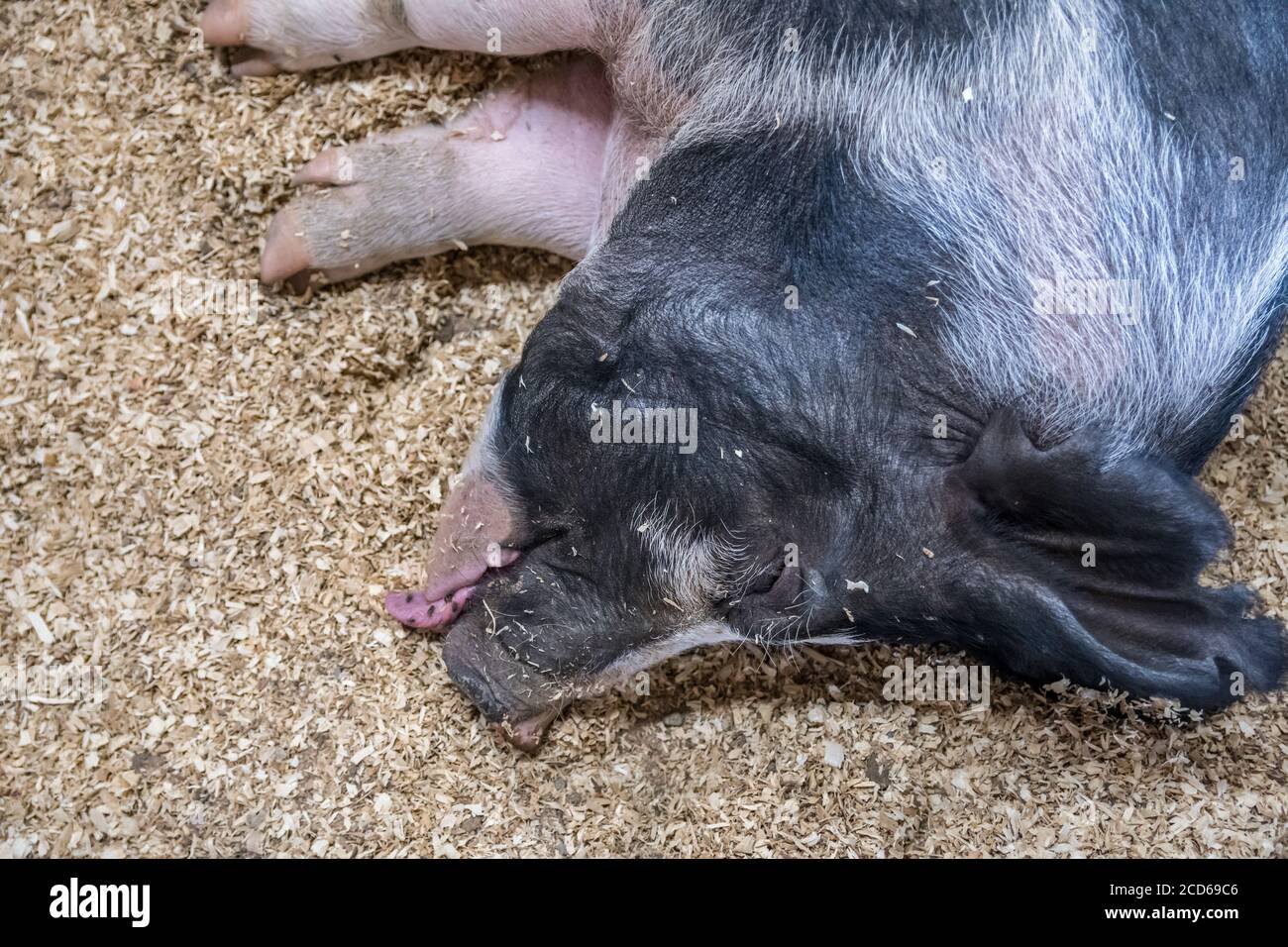 Wild pig in arizona hi-res stock photography and images - Alamy