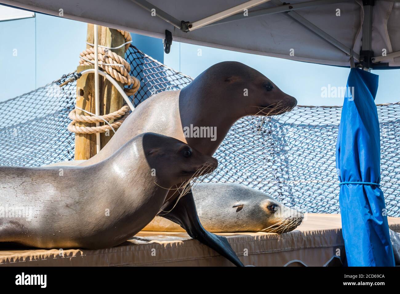 Grey seal in net hi-res stock photography and images - Alamy