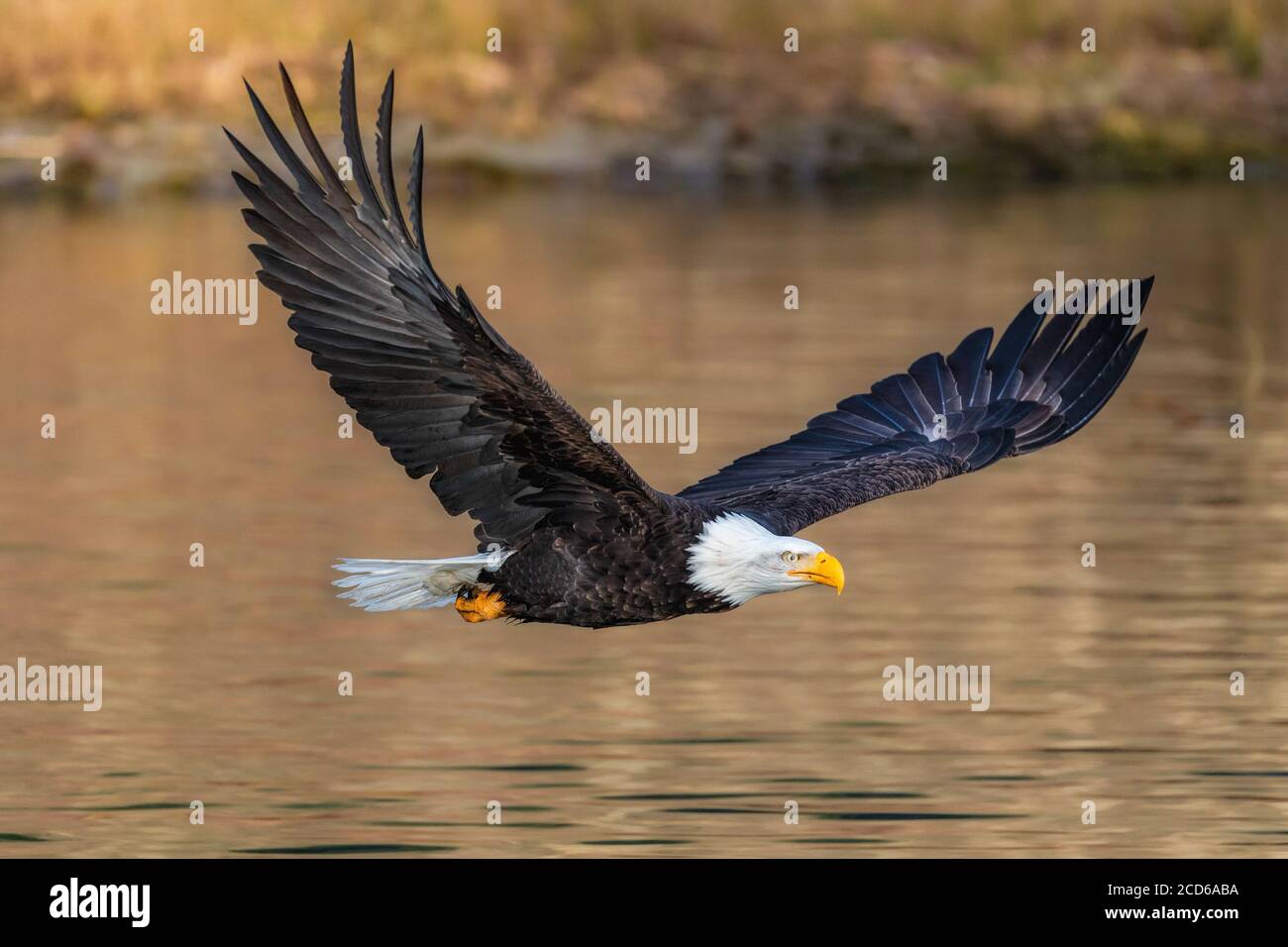 Bald eagle soaring over hi-res stock photography and images - Alamy