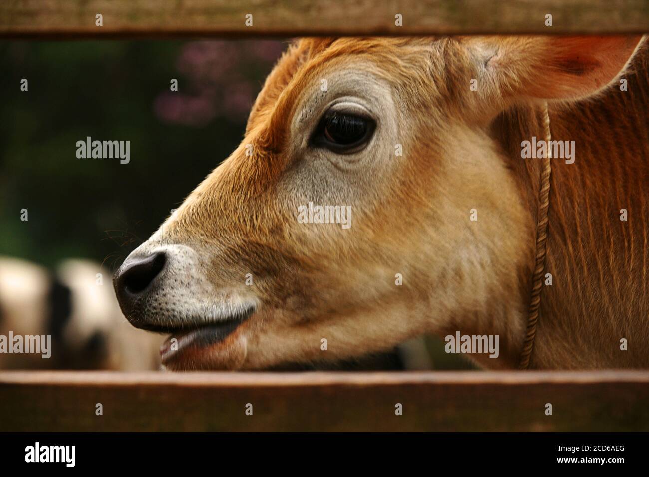 Cow face animal bovine closeup hi-res stock photography and images - Alamy