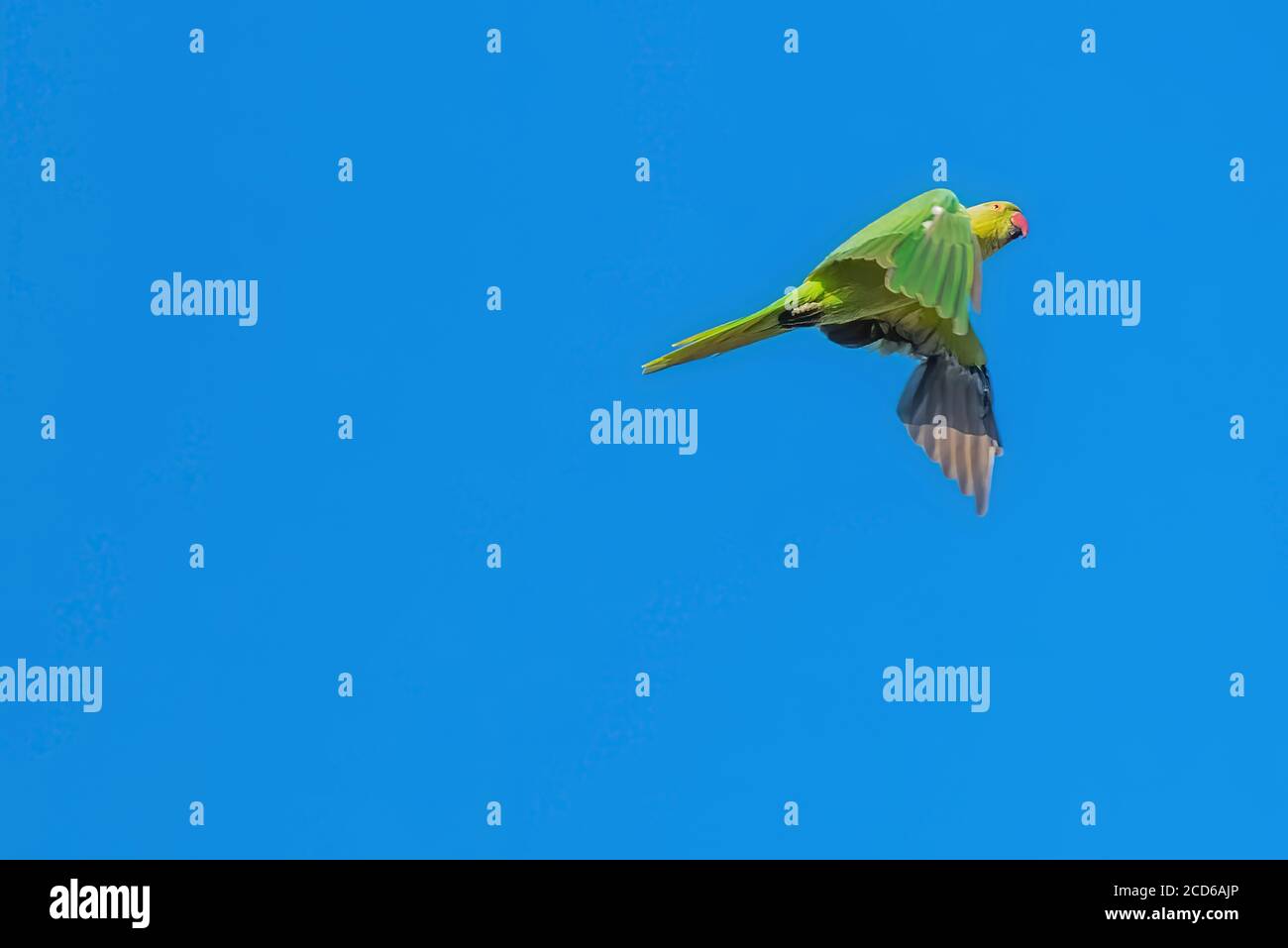 Parrot flying blue sky hi-res stock photography and images - Alamy