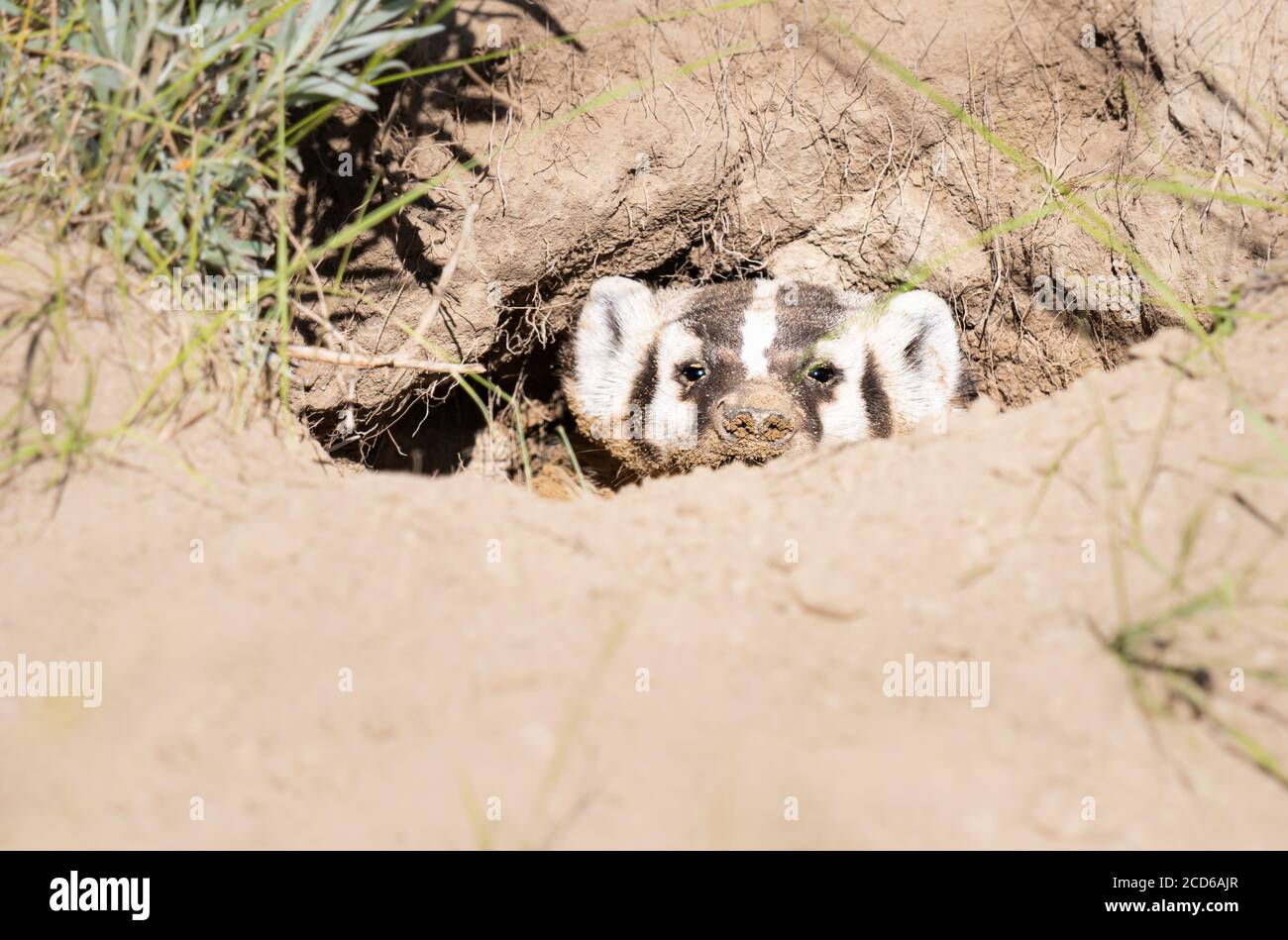Badger in the Canadian wilderness Stock Photo - Alamy