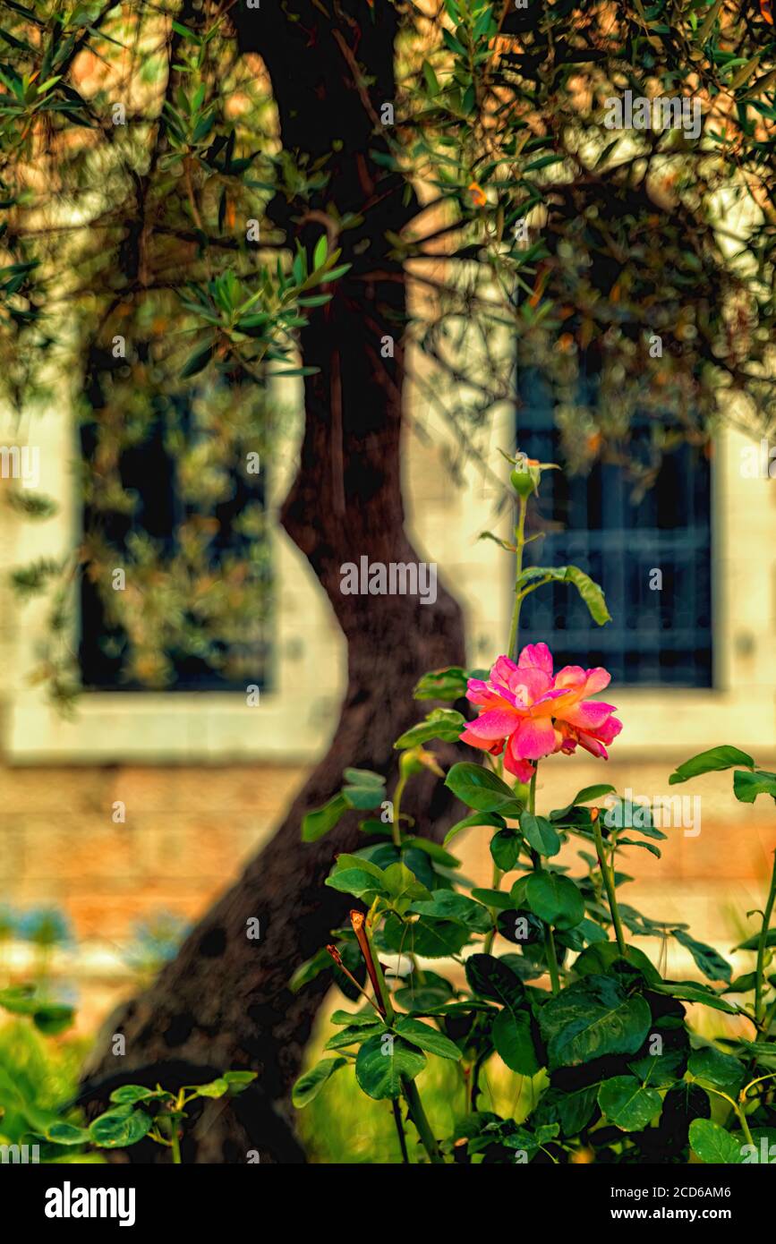 A close up of a flower. High quality photo Stock Photo - Alamy