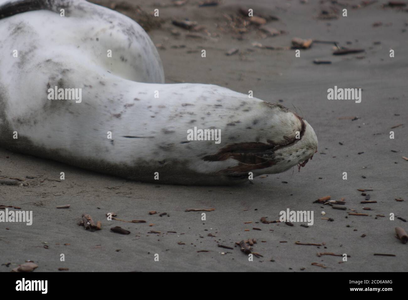 Leopard seal, teeth hi-res stock photography and images - Alamy