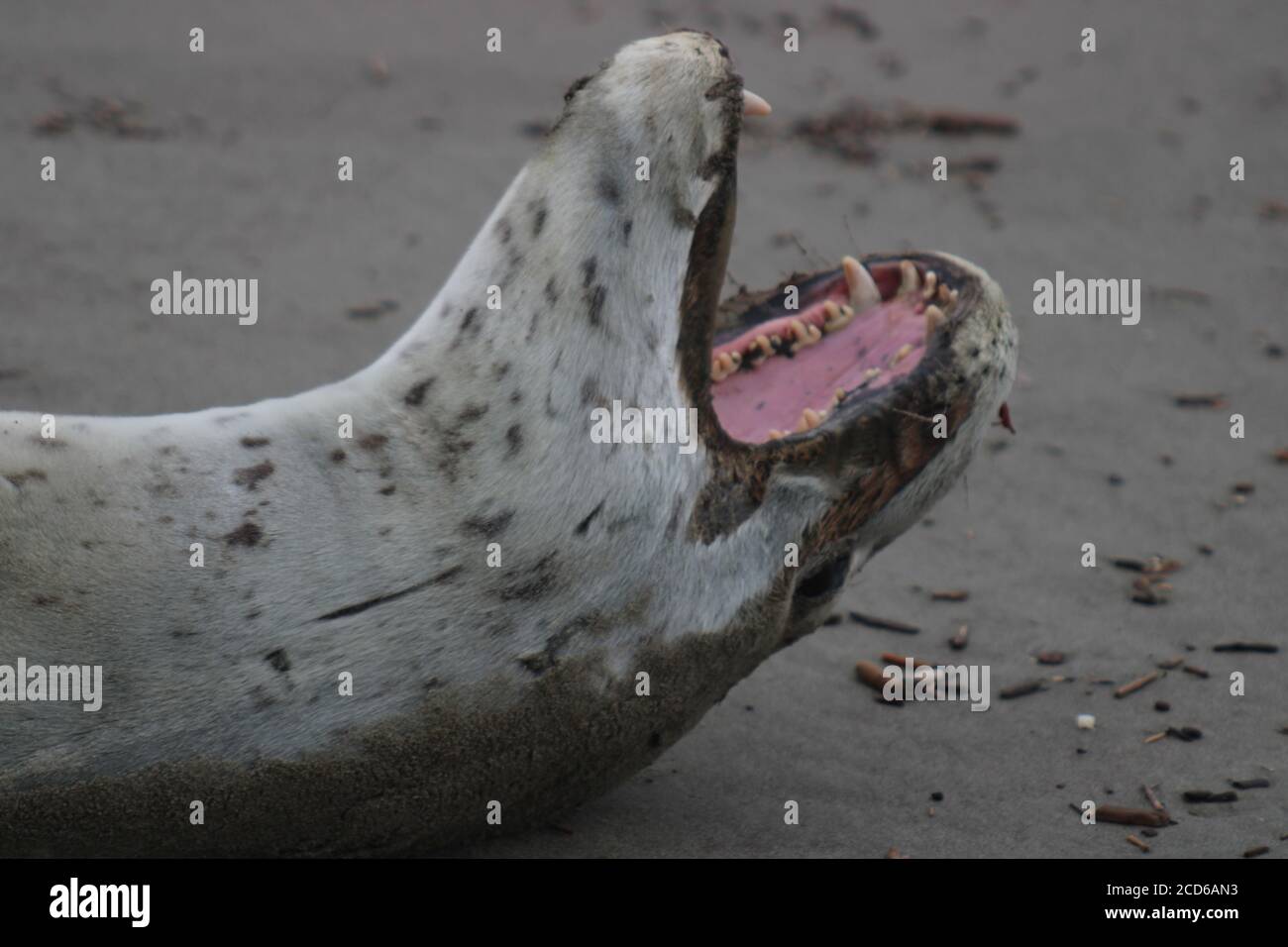 Leopard seal teeth hi-res stock photography and images - Alamy