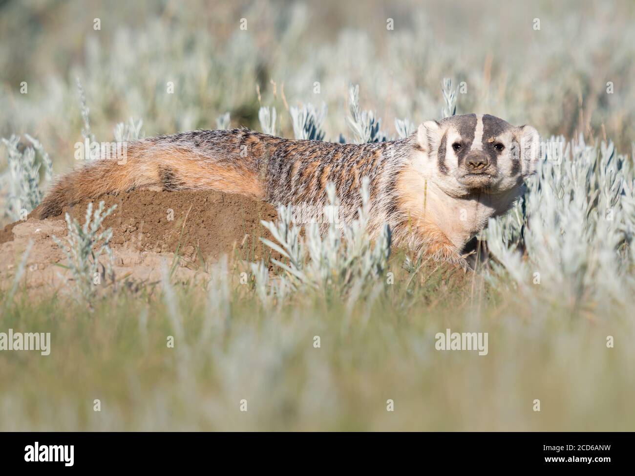 Badger in the Canadian wilderness Stock Photo - Alamy