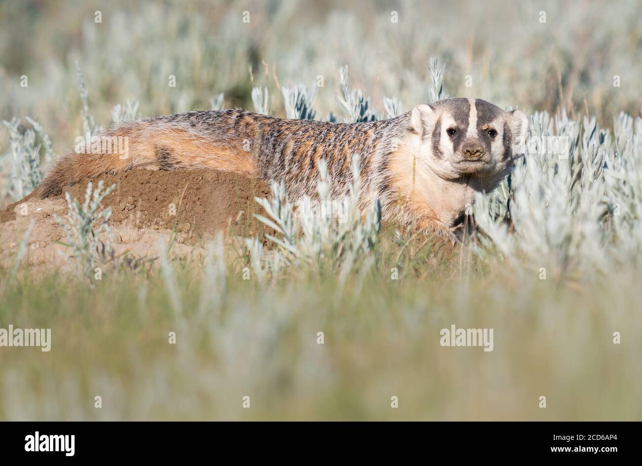 Badger in sagebrush hi-res stock photography and images - Alamy