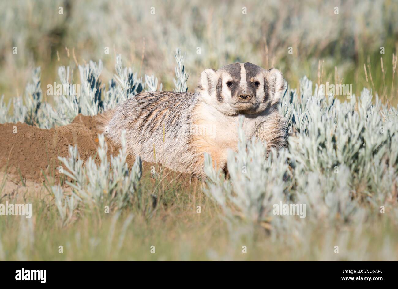 Badger in the Canadian wilderness Stock Photo - Alamy
