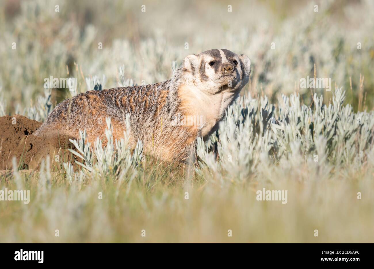 Badger in sagebrush hi-res stock photography and images - Alamy