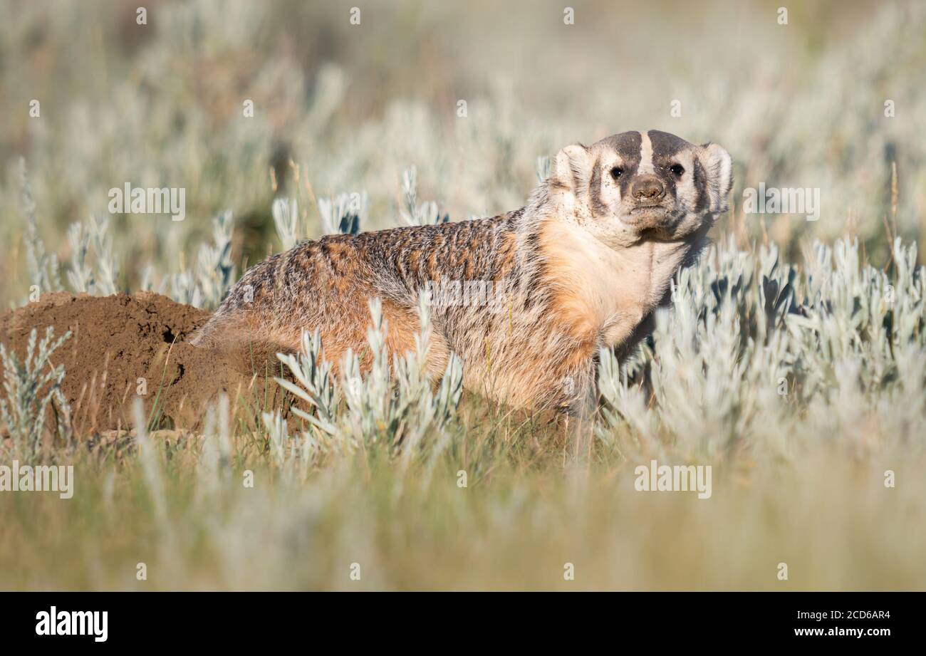 Badger in the Canadian wilderness Stock Photo - Alamy