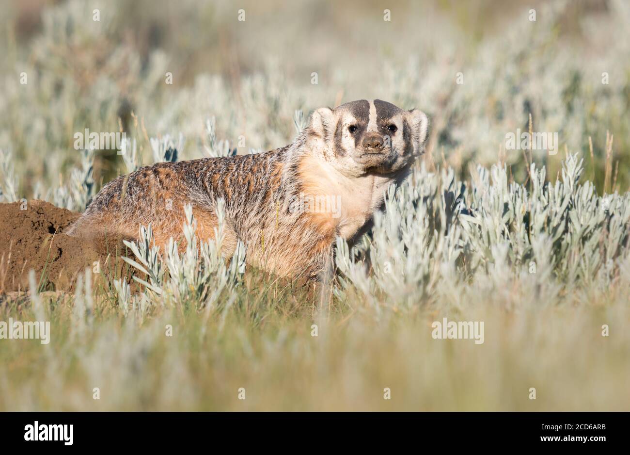Badger in the Canadian wilderness Stock Photo - Alamy