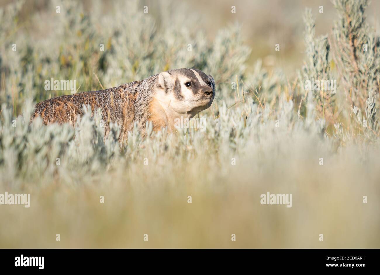 Badger in the Canadian wilderness Stock Photo - Alamy