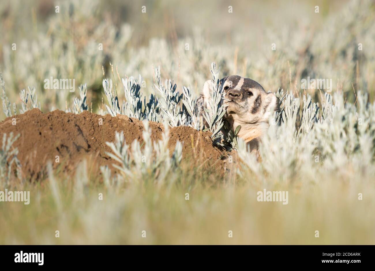 Badger in the Canadian wilderness Stock Photo - Alamy