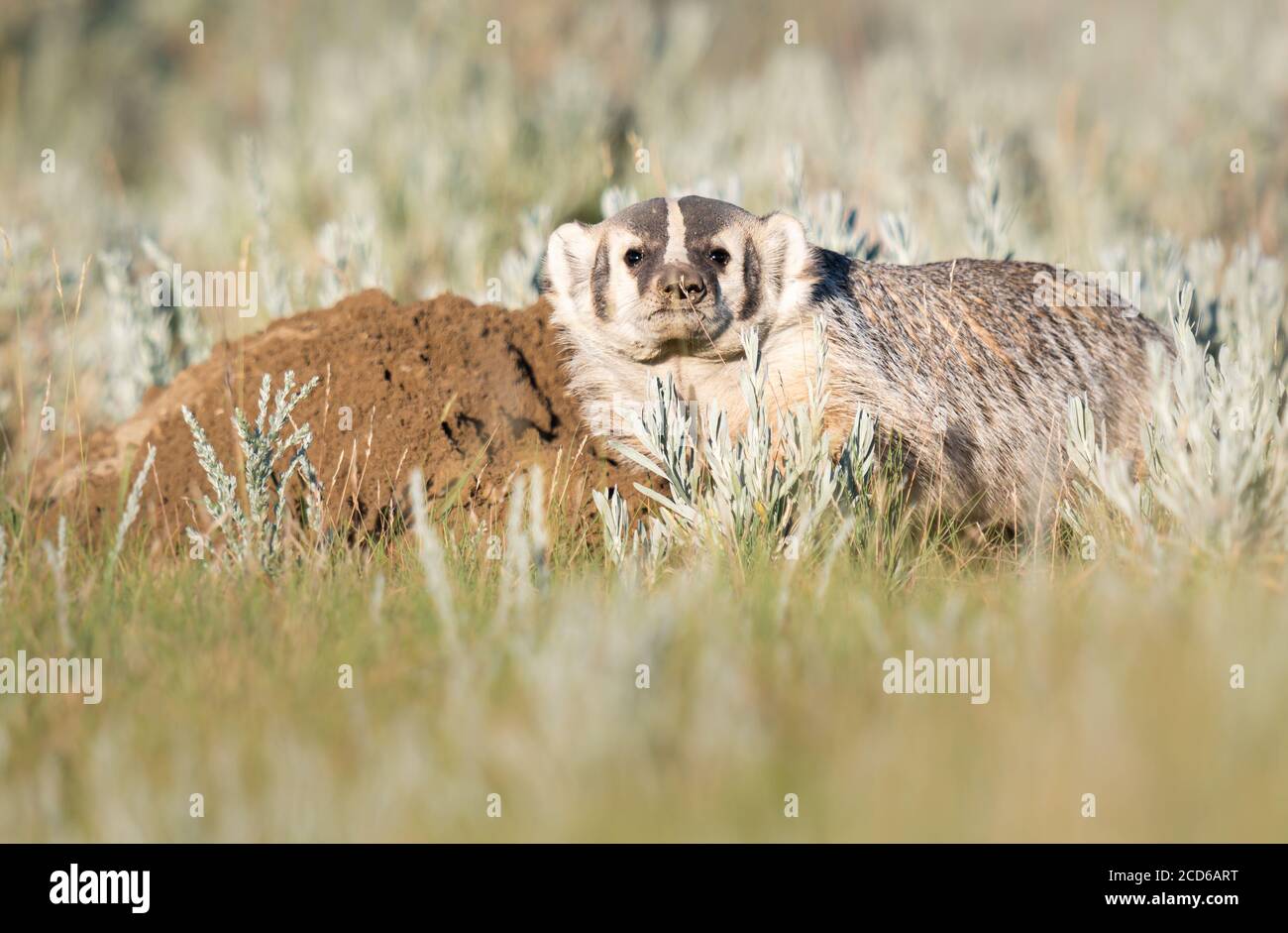 Badger in the Canadian wilderness Stock Photo - Alamy