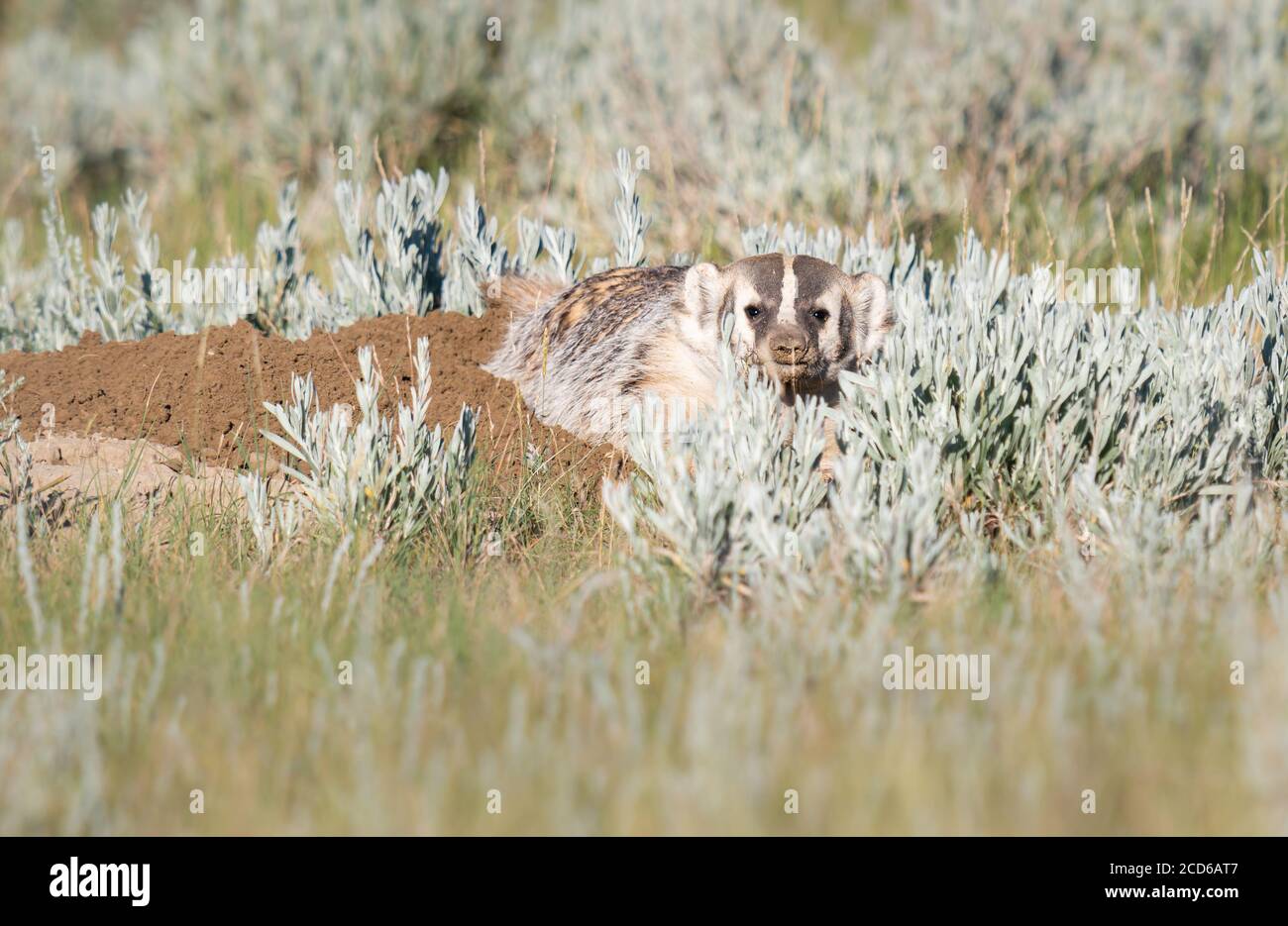 Badger in the Canadian wilderness Stock Photo - Alamy