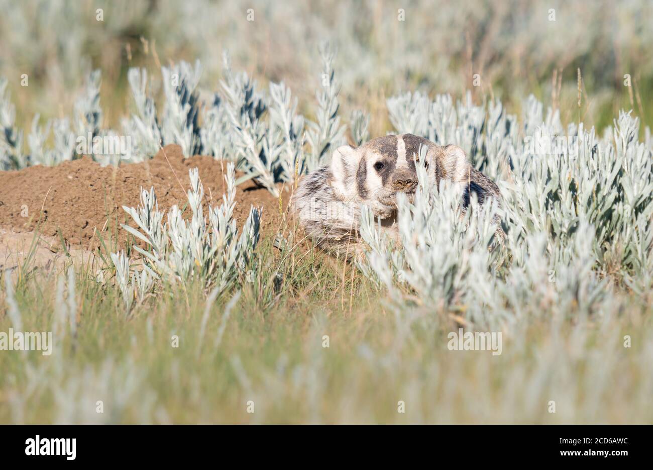 Badger in the Canadian wilderness Stock Photo - Alamy