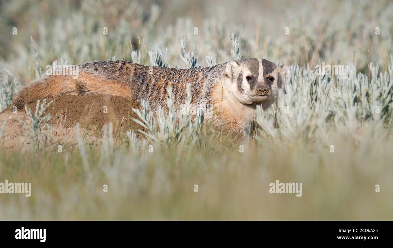 Badger in the Canadian wilderness Stock Photo - Alamy