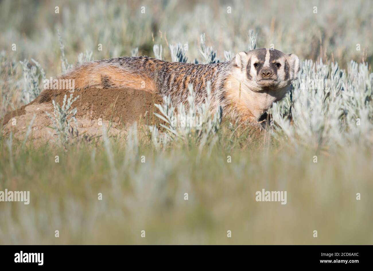 Badger in the Canadian wilderness Stock Photo - Alamy
