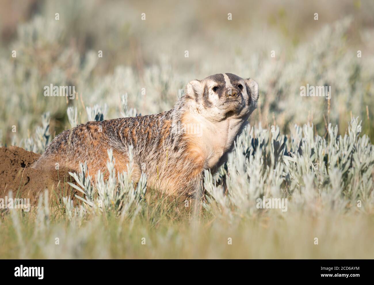 Badger in the Canadian wilderness Stock Photo - Alamy