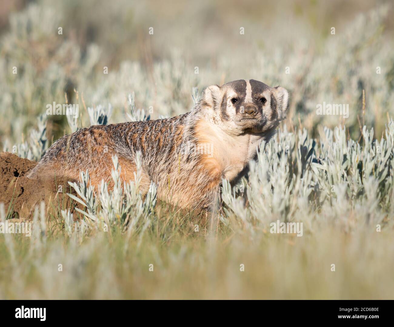 Badger in the Canadian wilderness Stock Photo - Alamy