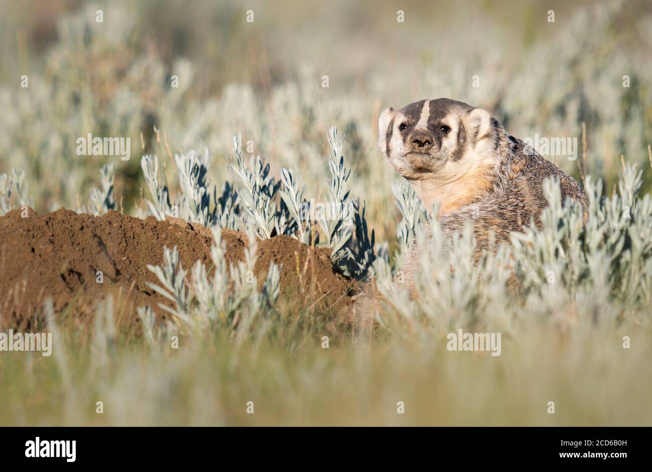 Badger in the Canadian wilderness Stock Photo - Alamy