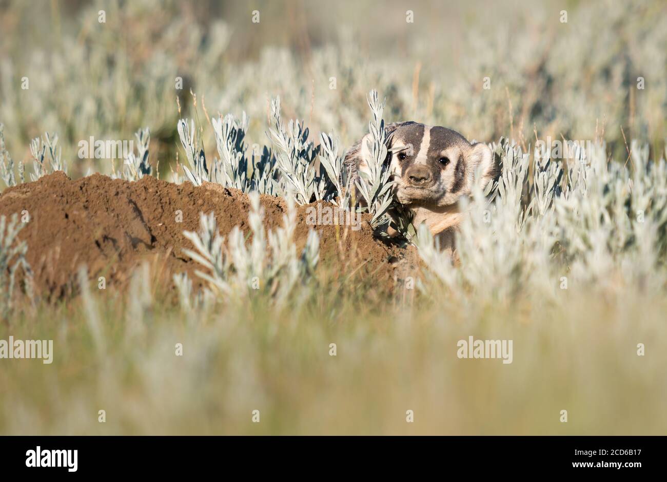 Badger in the Canadian wilderness Stock Photo - Alamy
