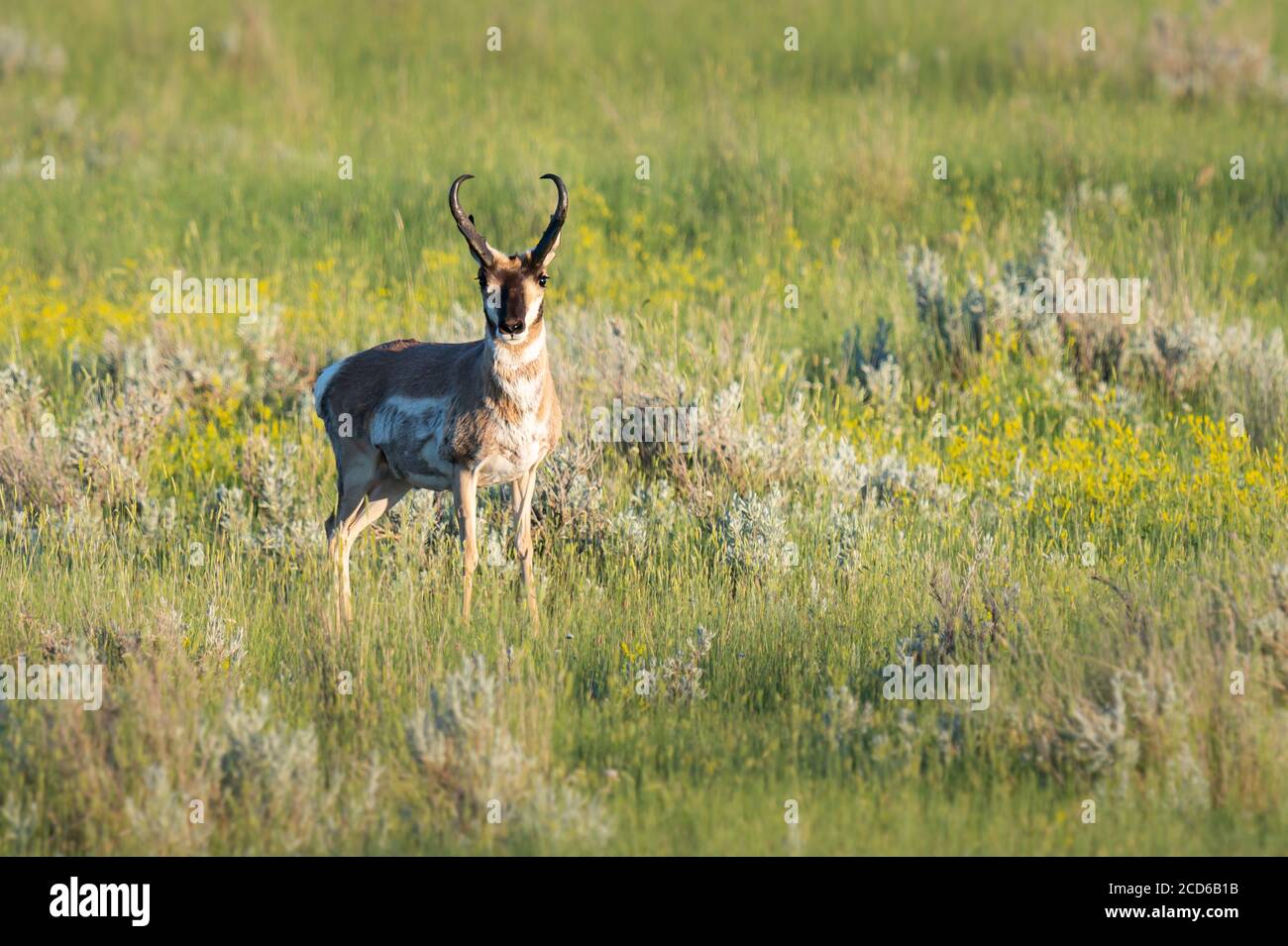 Pronghorn in the Canadian prairies Stock Photo - Alamy