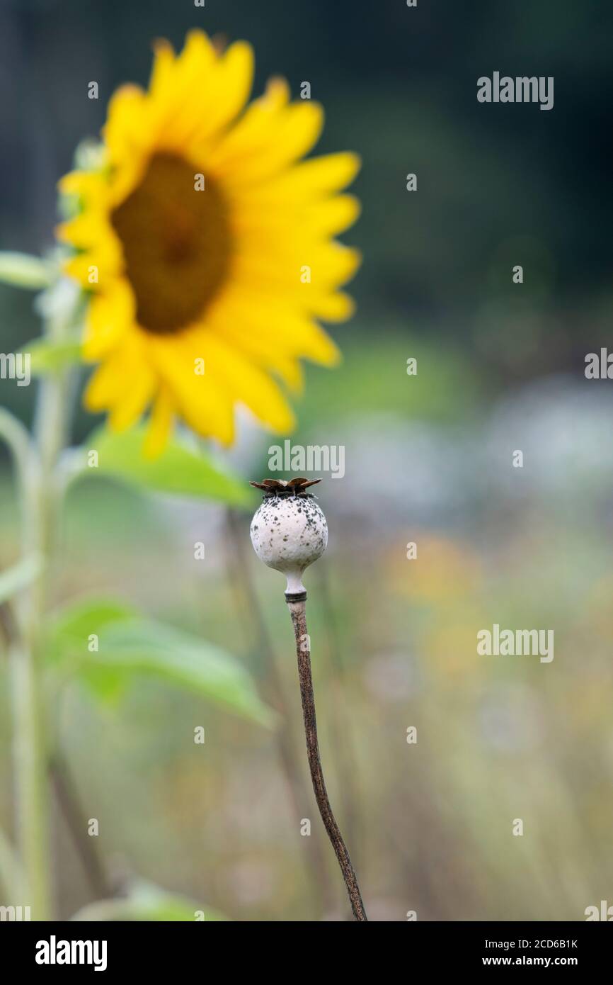 Dead poppy seed pod hi-res stock photography and images - Alamy