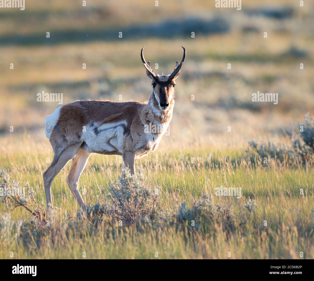 Pronghorn in the Canadian prairies Stock Photo - Alamy