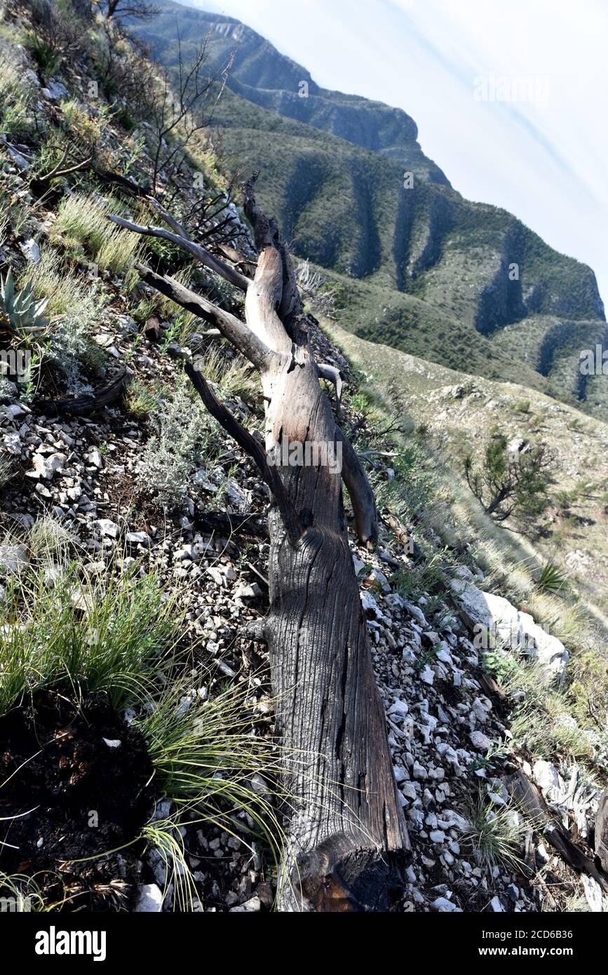 The Scene was taken on the Bush Mountain Trail, Guadalupe National Park ...
