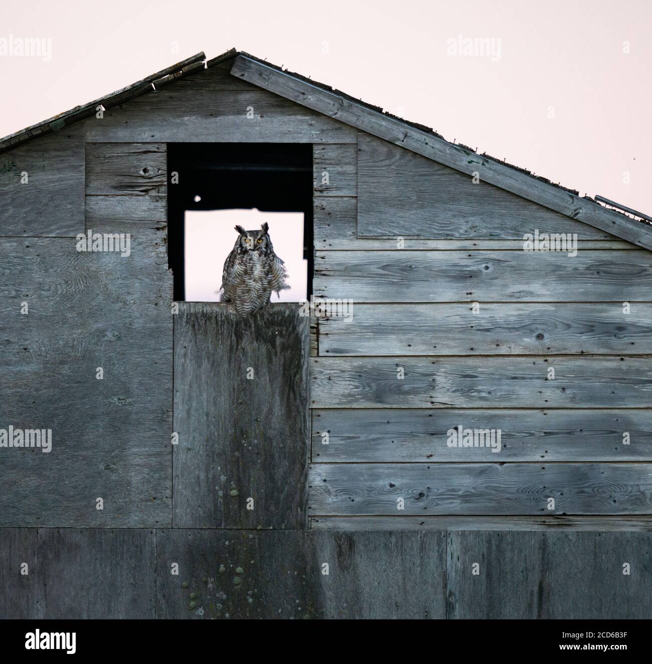 Great horned owl in a barn window Stock Photo - Alamy